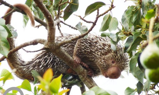 Em 50 mil anos, 469 espécies de aves entraram em extinção | Modais em Foco Em 50 mil anos, 469 espécies de aves entraram em extinção | Modais em Foco